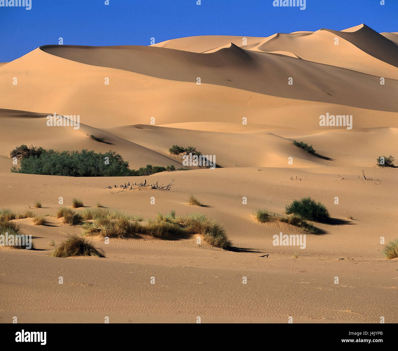 Algeria, erg Issaouane, Illizi, dune scenery, vegetation Africa, Sahara ...