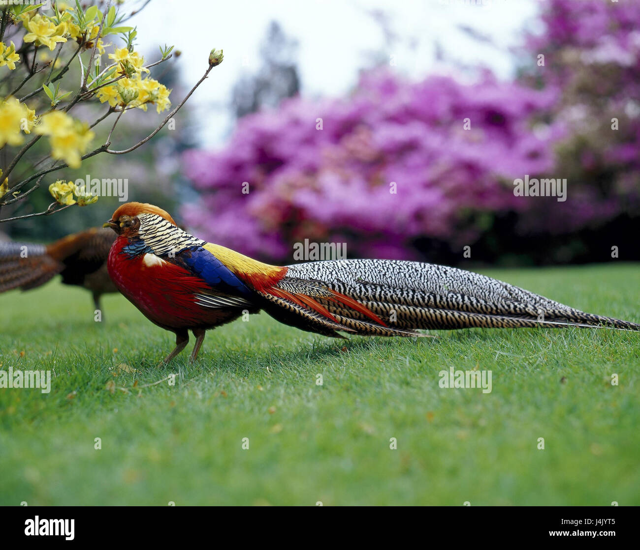 A Chicken Is A Wild Pheasant