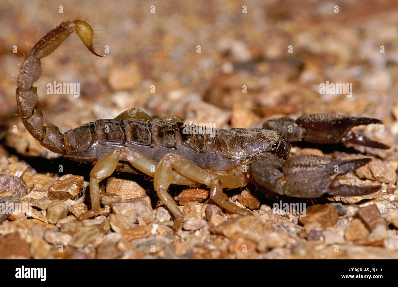 Scorpion, Opistophthalmus spec., attack position Africa, South-West ...