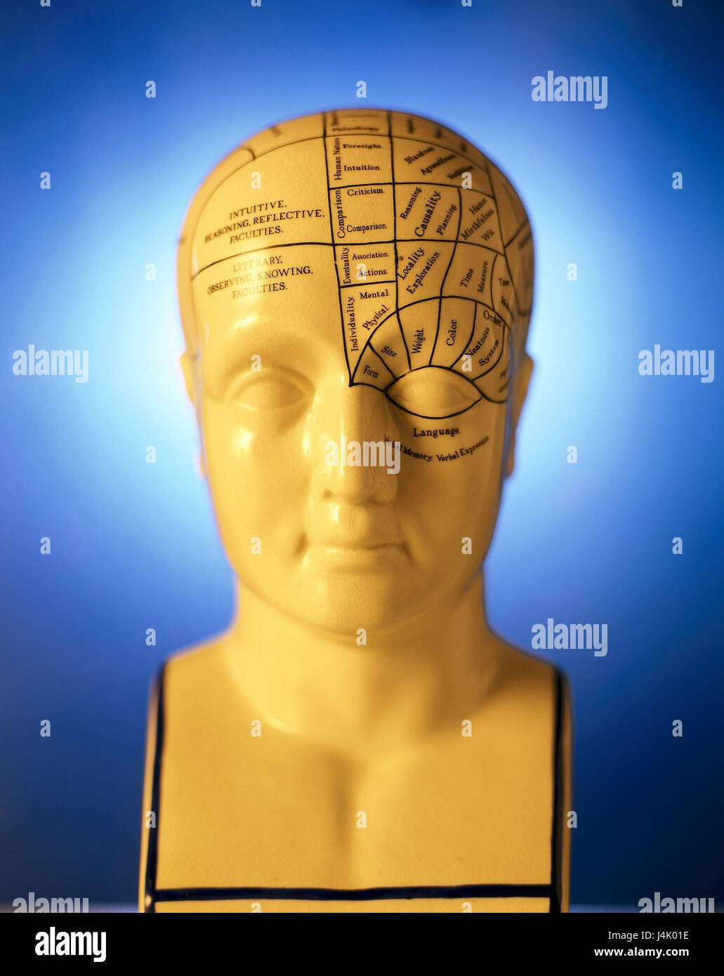 Medicine, model head, marks, brain functions medicine, science, head ...