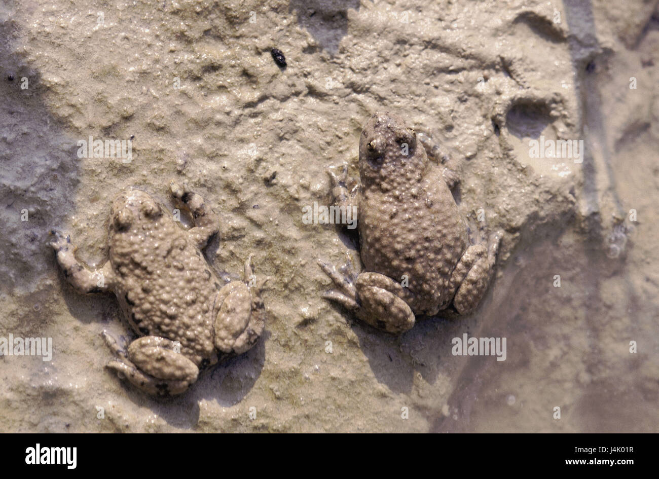 Yellow abdomen toads hi-res stock photography and images - Alamy