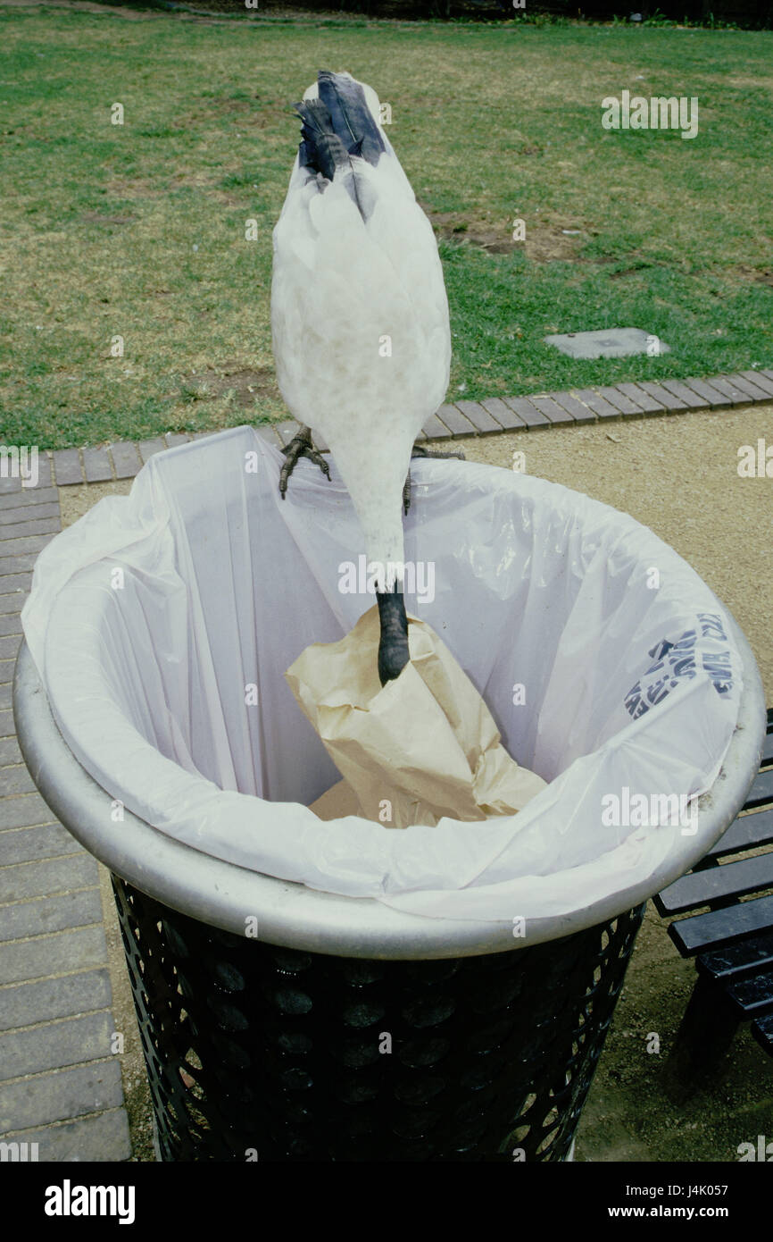 Recycle bins, Moluccas ibis, Threskiornis molucca, thieve outside ...