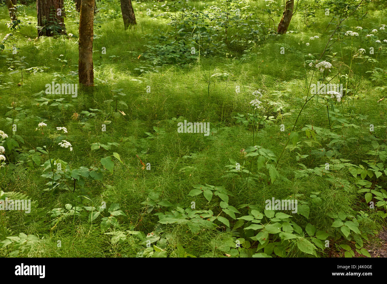 Densely growing trees hi-res stock photography and images - Alamy