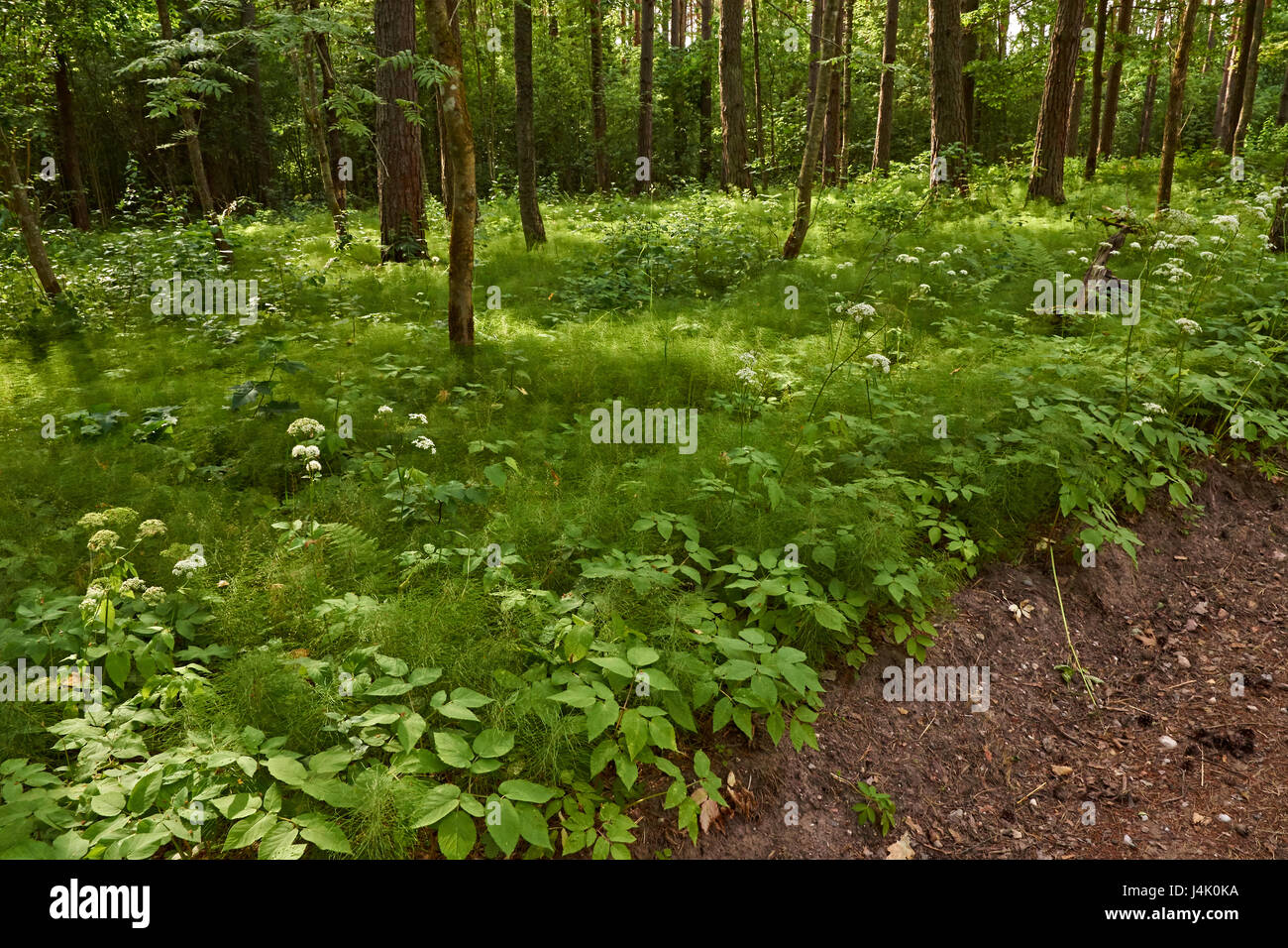 The green carpet of grass./In the forest under the trees very densely ...