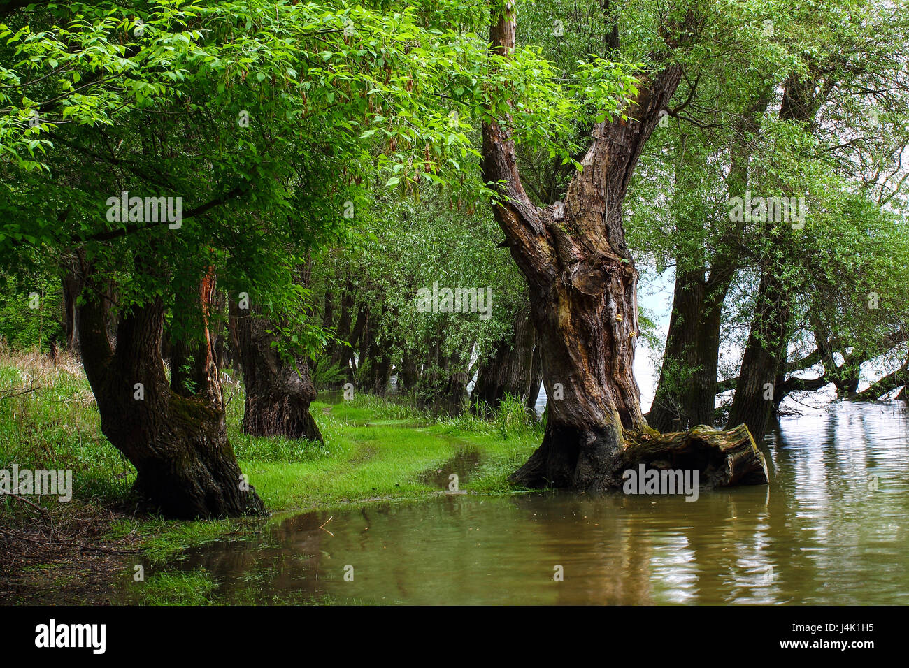 Flood basin - Danube Hungary - Waterside Stock Photo - Alamy