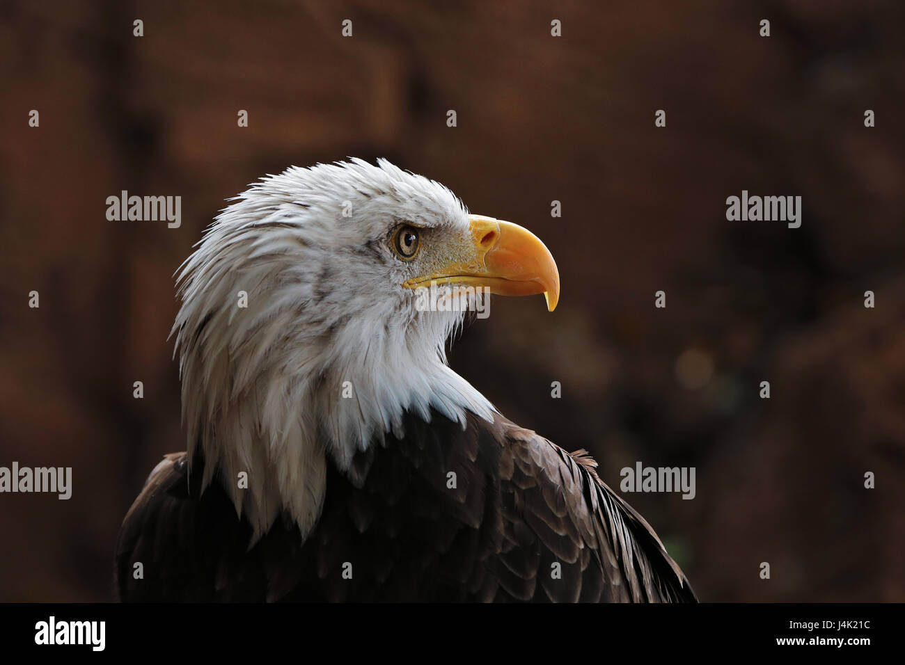 Bald eagle front profile closeup hi-res stock photography and images ...