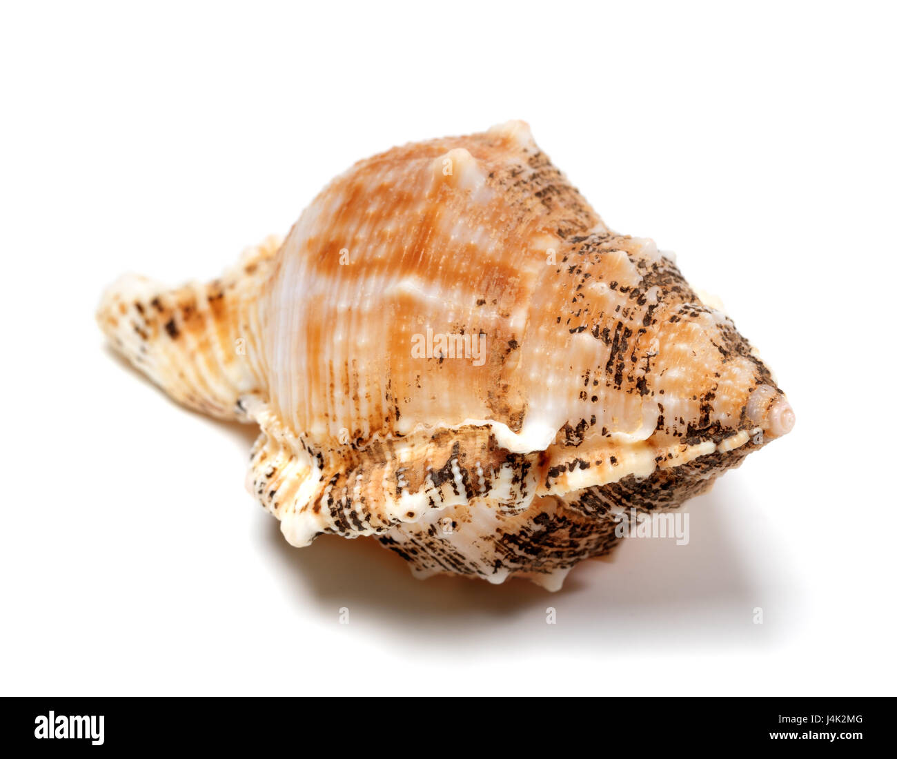 Shell of Bursa bubo (frog snail) isolated on white background Stock ...