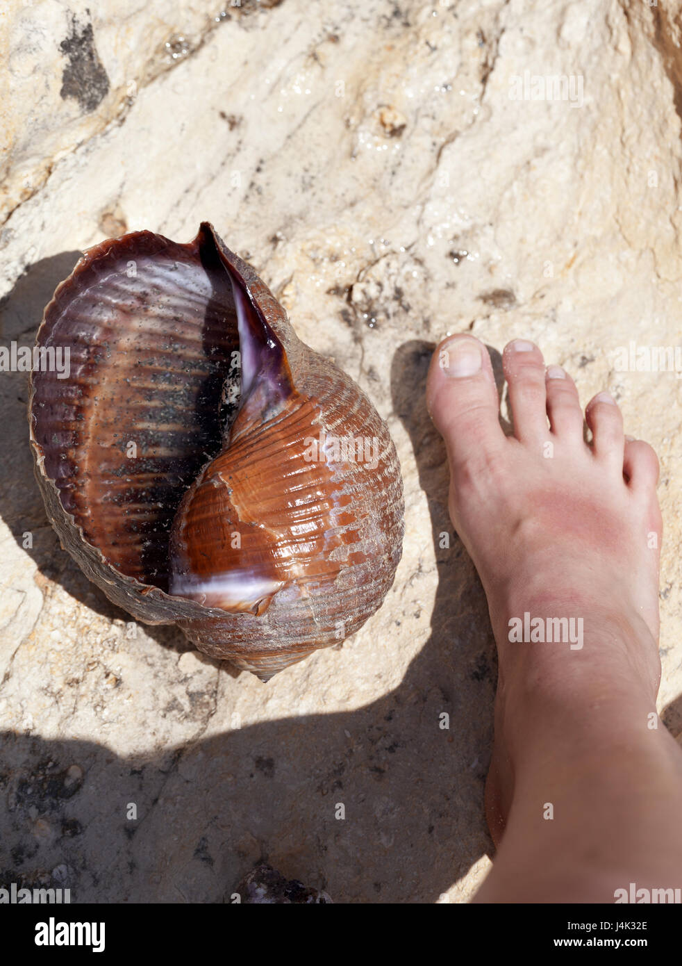 Giant Sea Snail