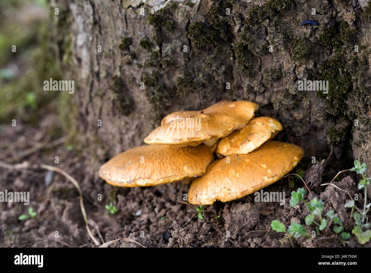 Funghi hi-res stock photography and images - Alamy
