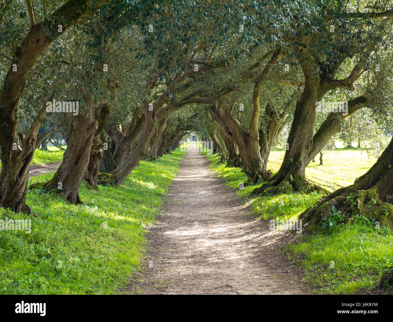 Tree tunnel garden path hi-res stock photography and images - Alamy