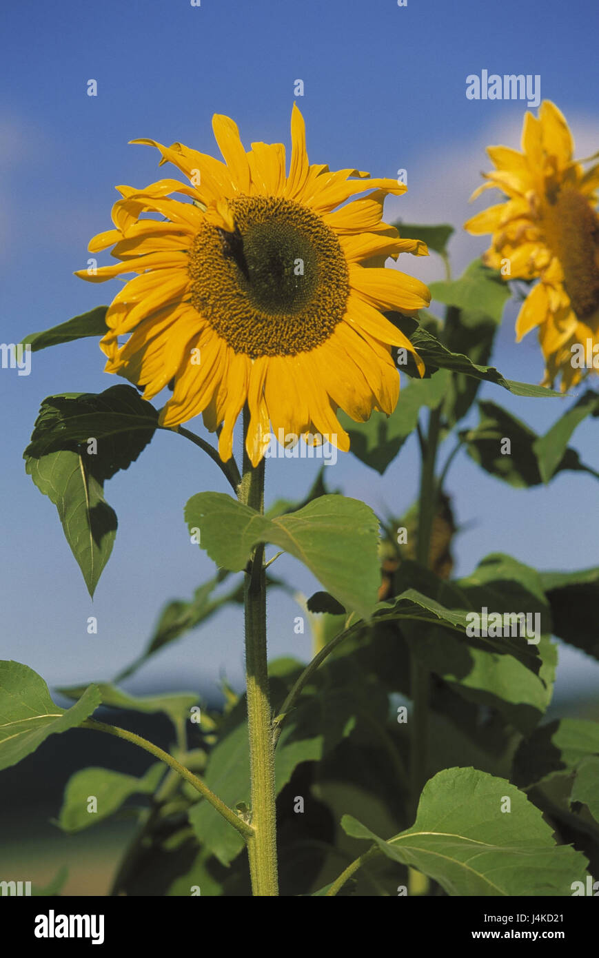 Sunflowers, Helianthus annuus, detail, blossoms flowers, plants ...