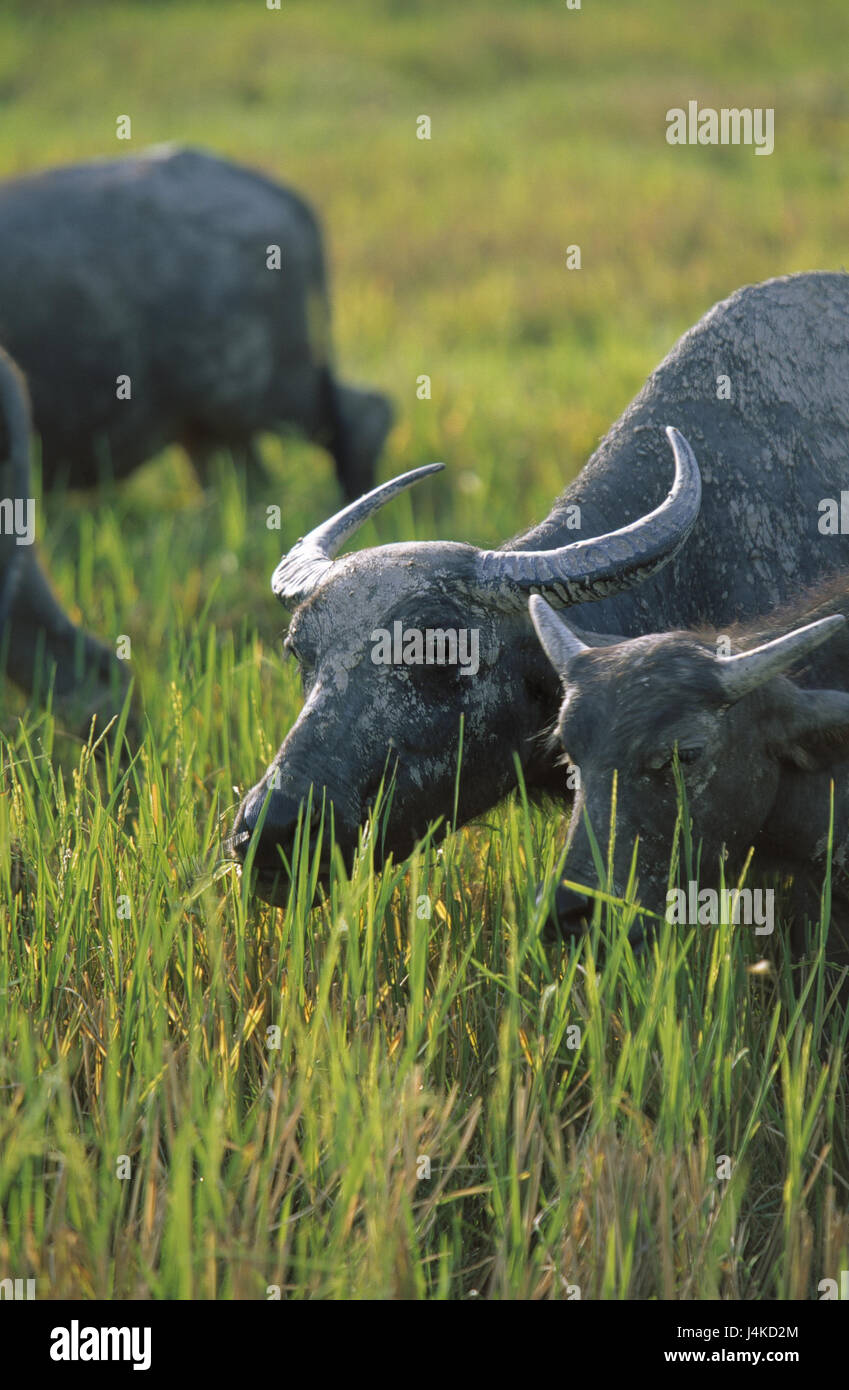 Malaysia, Langkawi, travel field, water buffalo Asia, peninsula, island ...