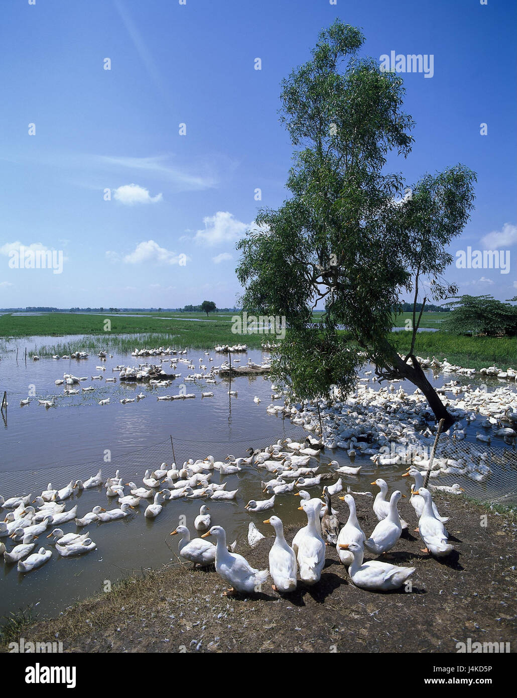Vietnam, Mekong delta, goose's farm outside, Asia, current, waters ...