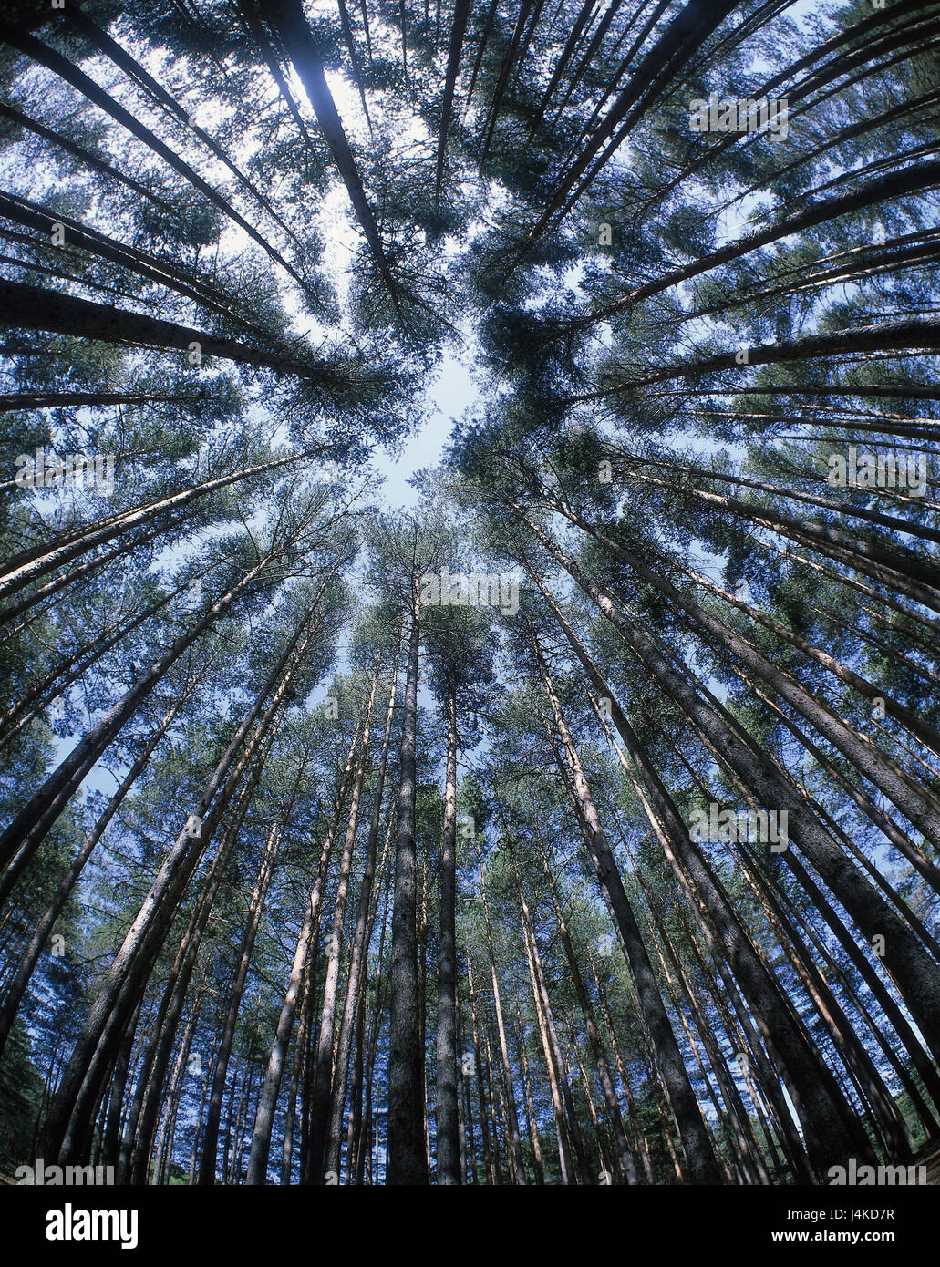 Conifers coniferous trees hi-res stock photography and images - Alamy