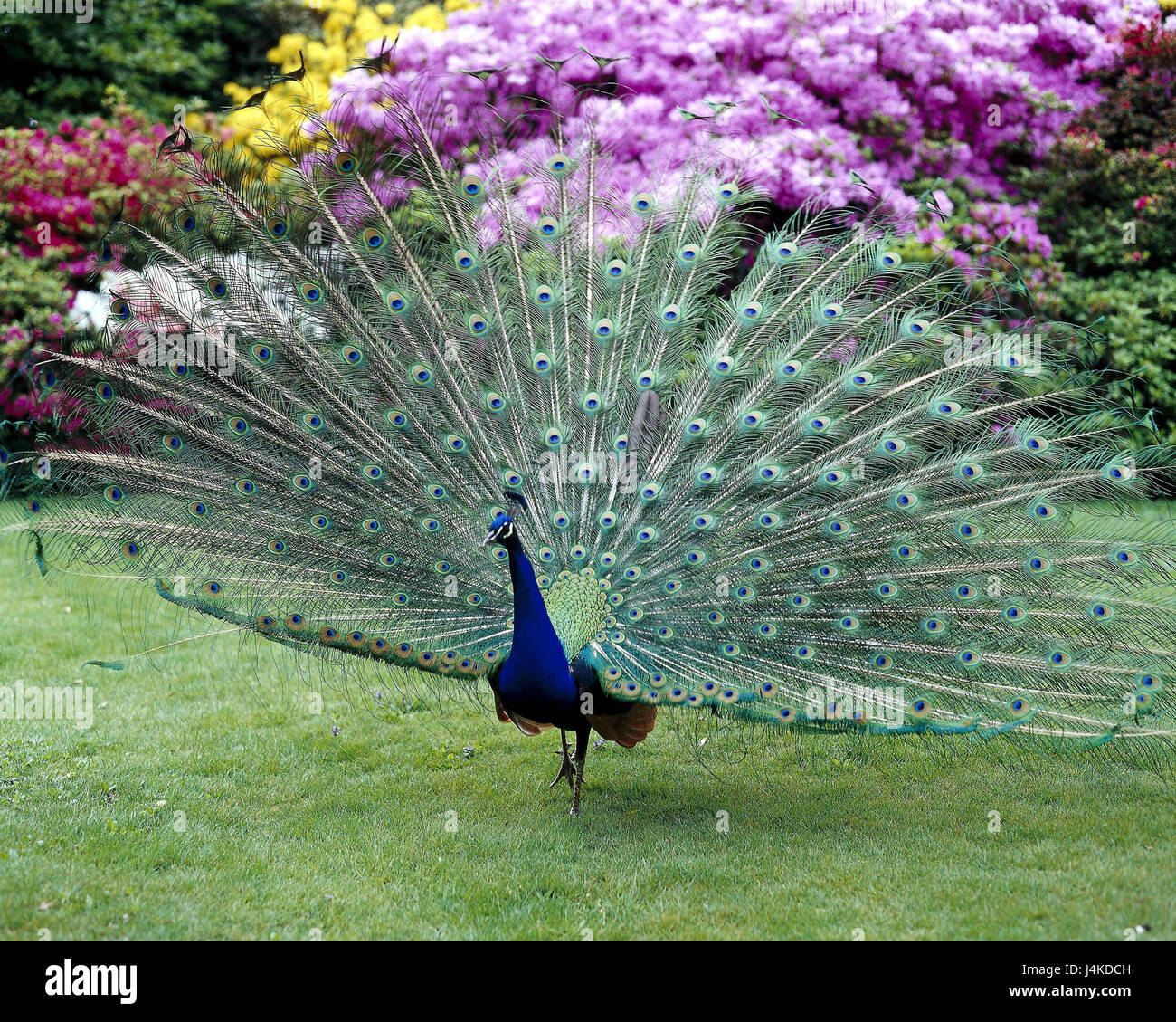 Park, blue peacock, Pavo cristatus, manly, courtship display, doing ...