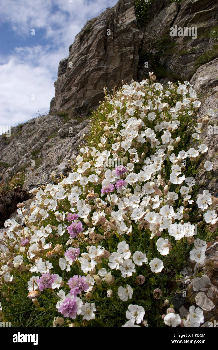Scottish flora hi-res stock photography and images - Alamy