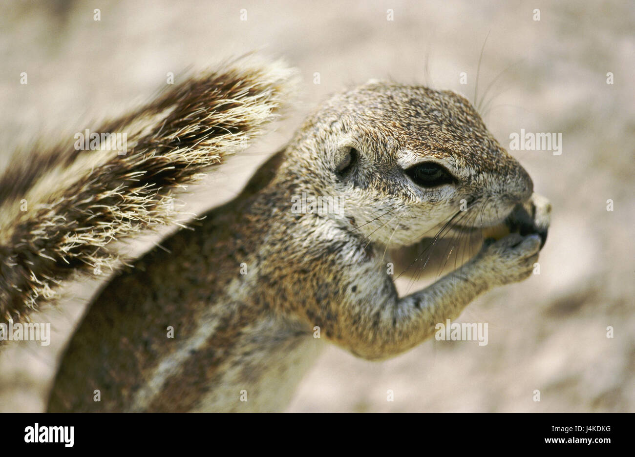 Gophers, Xerus inauris, at the side, eat outside, Africa, South-West ...