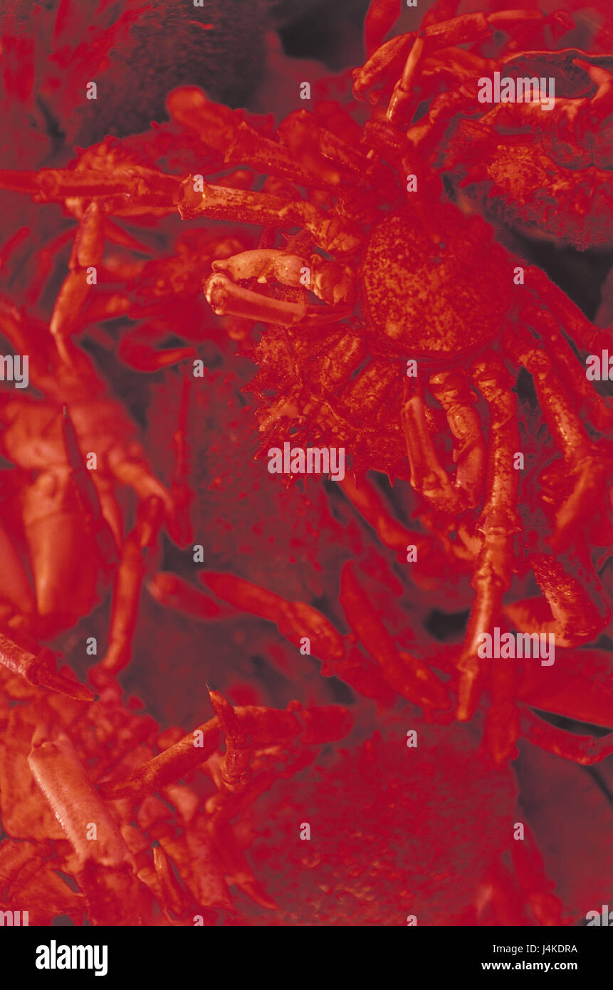 Paralithodes camtschatica market hi-res stock photography and images ...