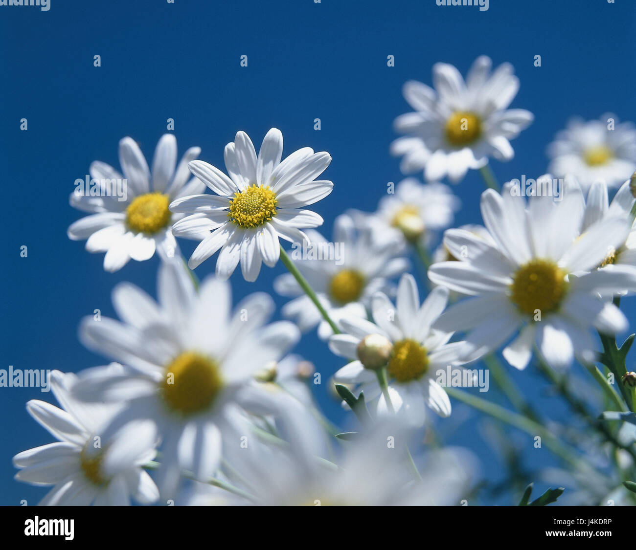 Summer margin rites, chrysanthemum maximum flowers, meadow flowers ...