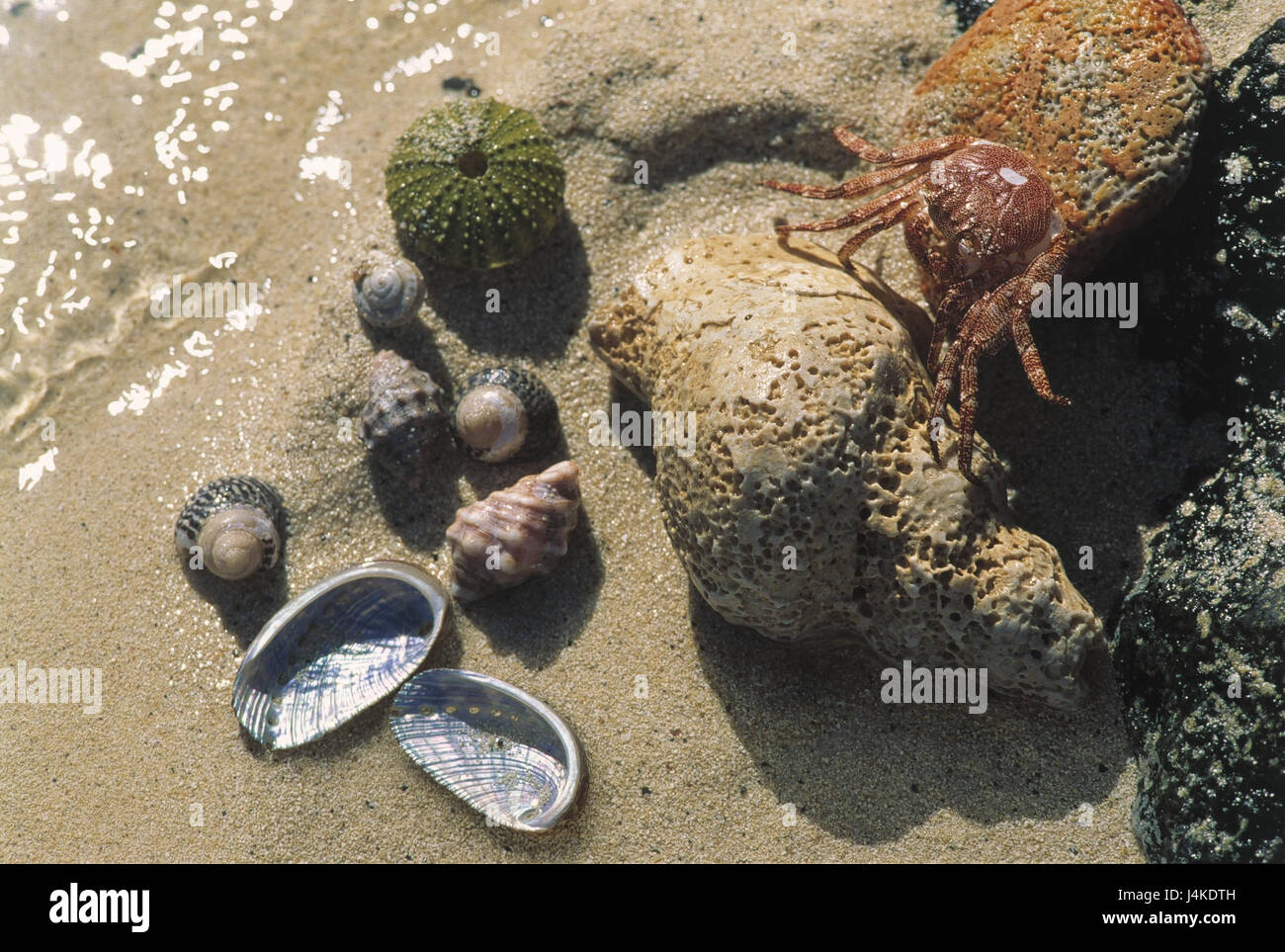 Beach, Sand, sea animals still life, object photography, sandy beach ...