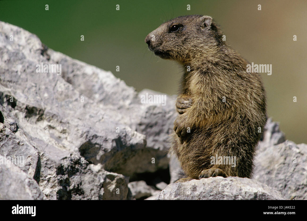 Mountains, rock, alp groundhog, Marmota marmota, watchfulness Austria ...
