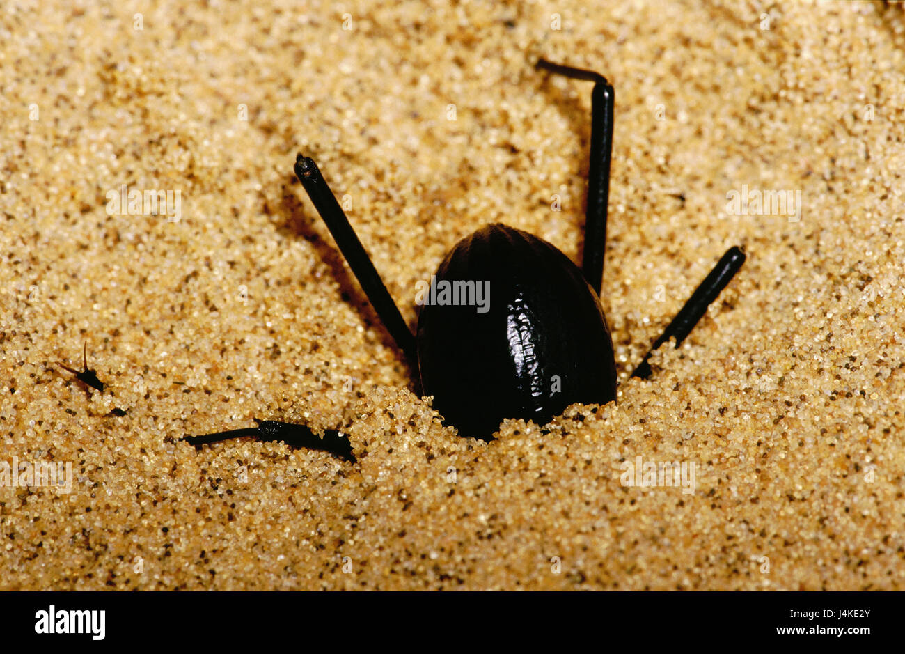 Beetle in namibia hi-res stock photography and images - Alamy