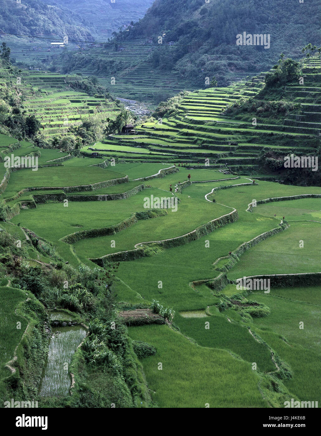 The Philippines, Banawe, Hapao, travel terraces, residential houses ...