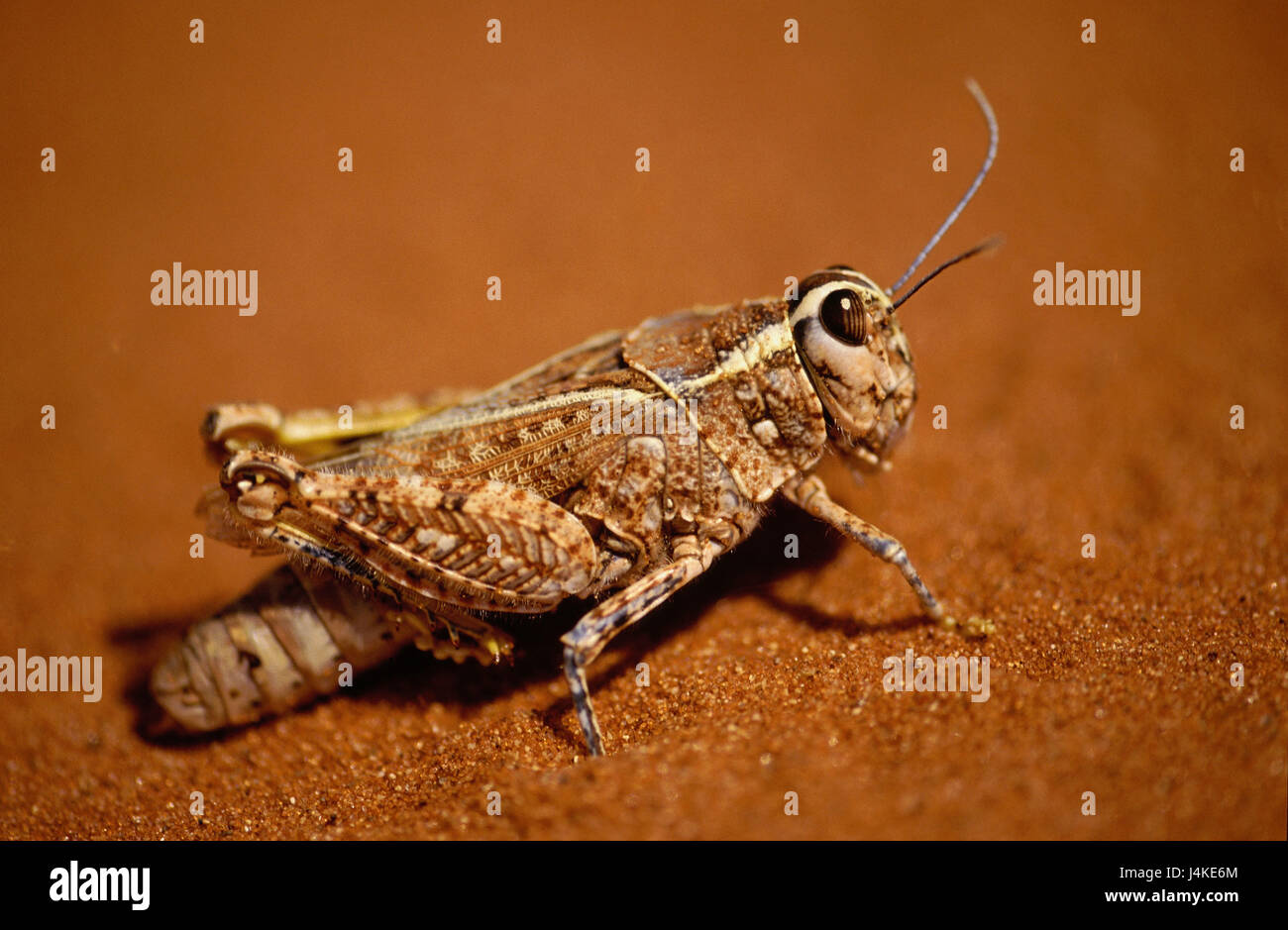 Grasshoppers desert hi-res stock photography and images - Alamy