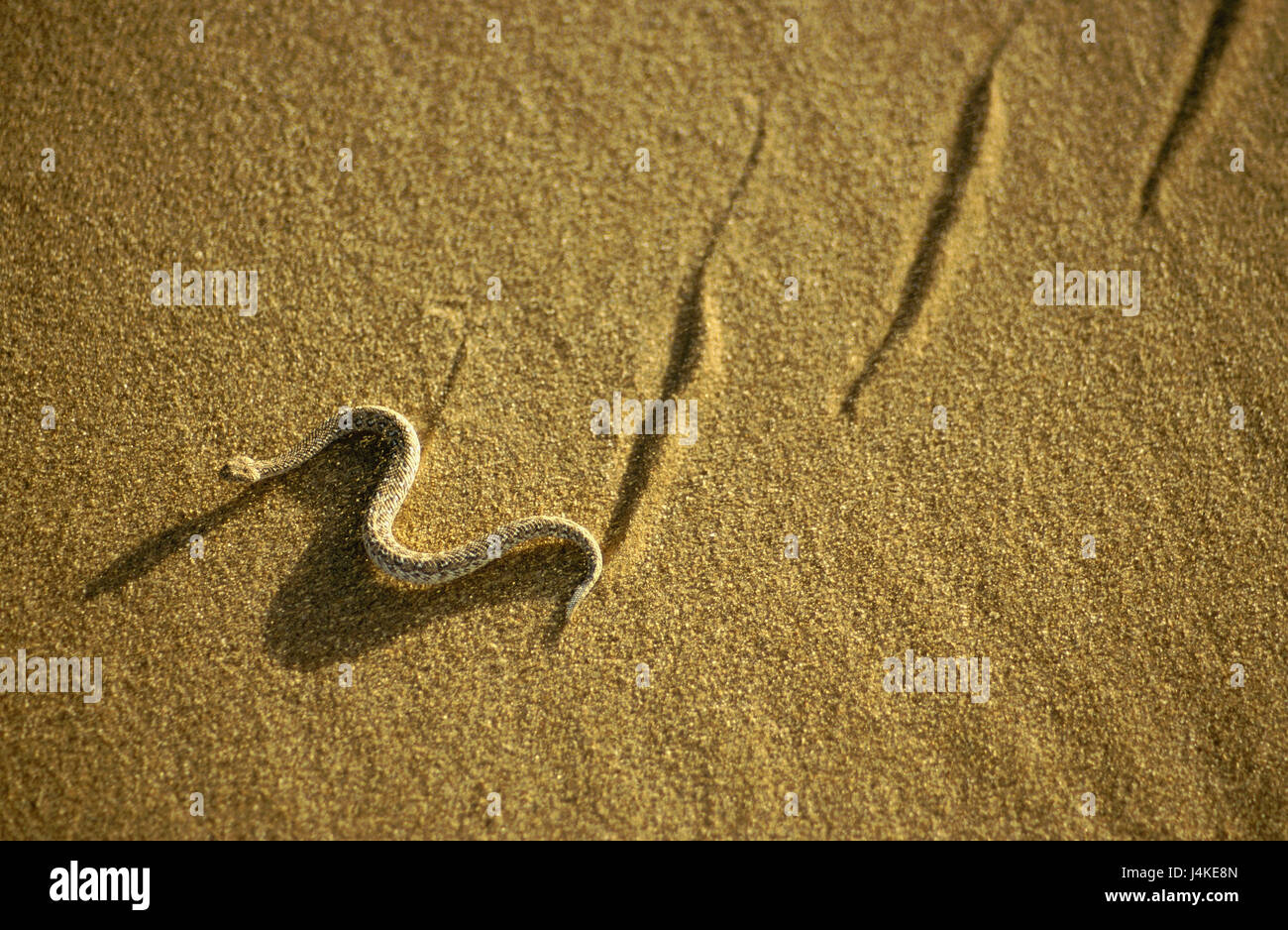 Peringuey viper hi-res stock photography and images - Alamy