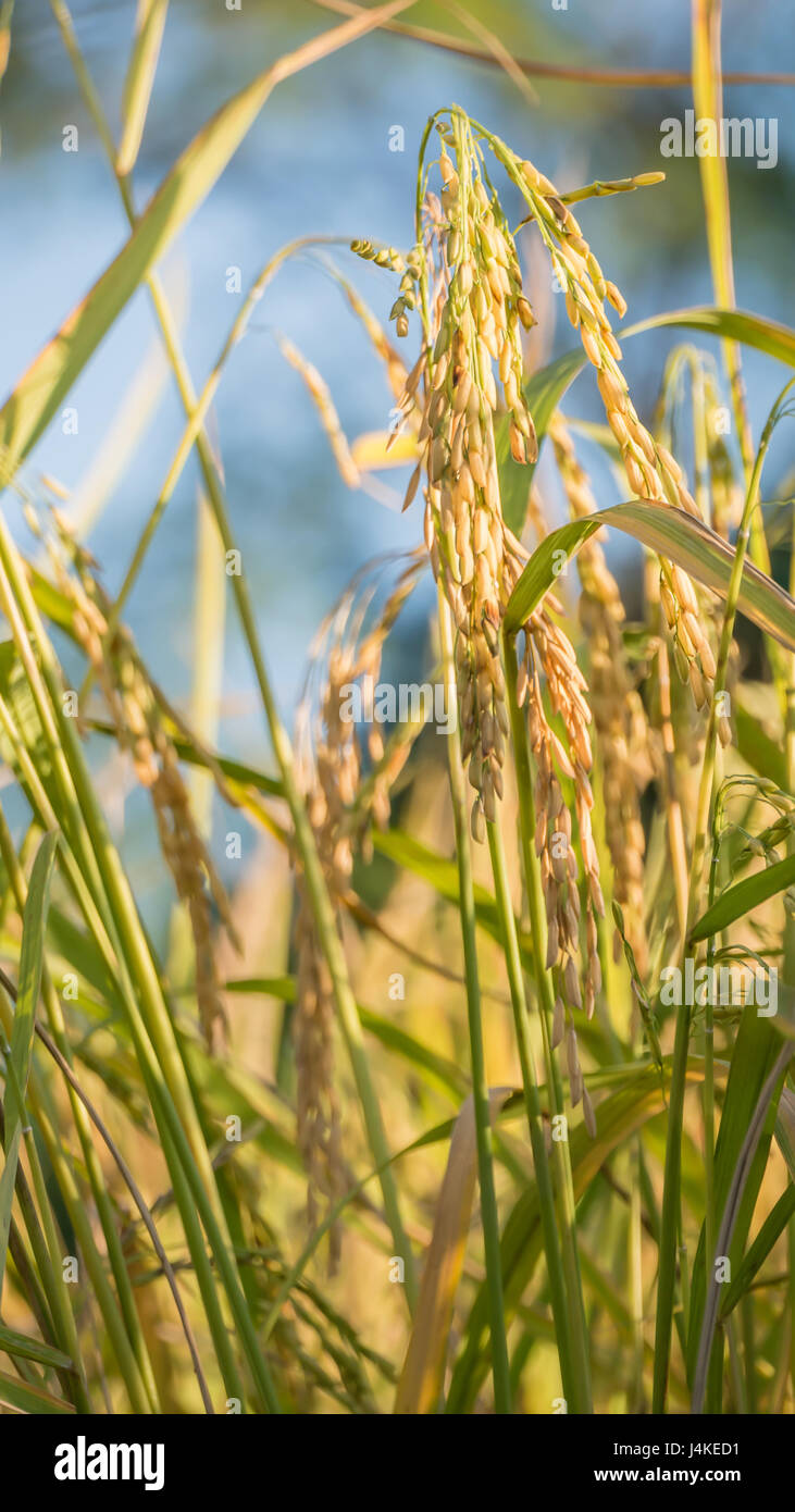close up of yellow green rice field Stock Photo - Alamy