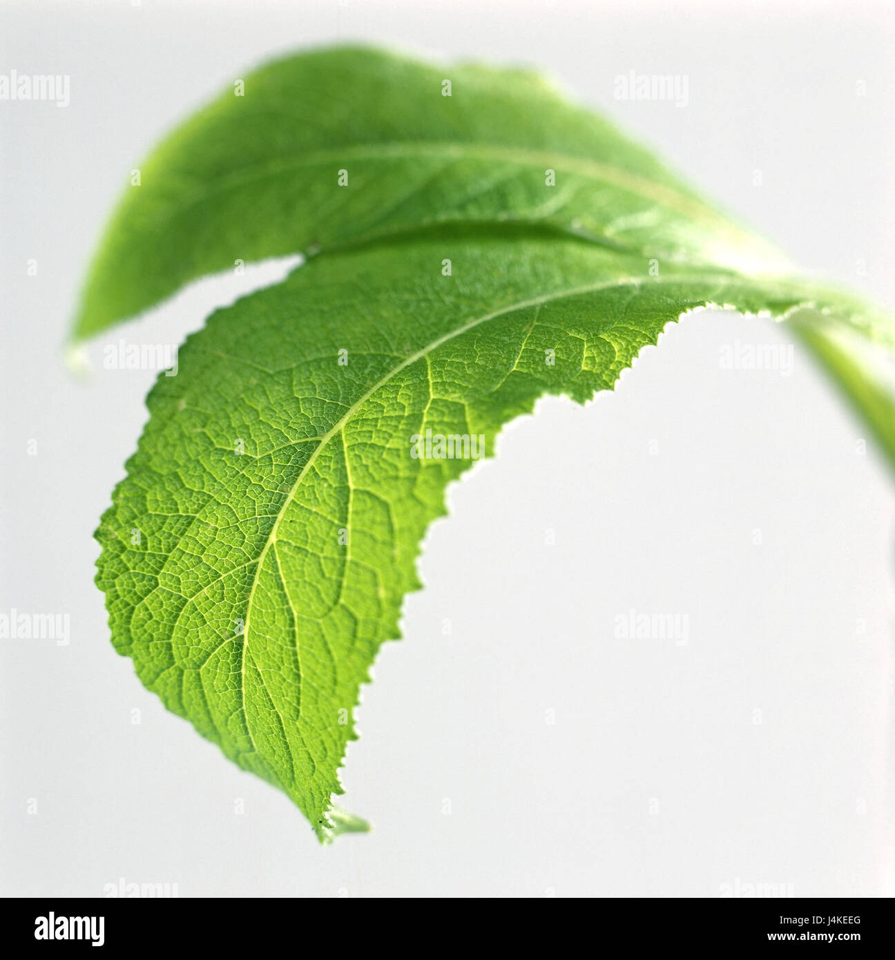 Imula helenium hi-res stock photography and images - Alamy