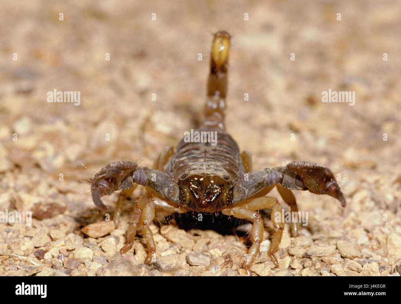 Scorpion, Opistophthalmus spec., attack position Africa, South-West ...
