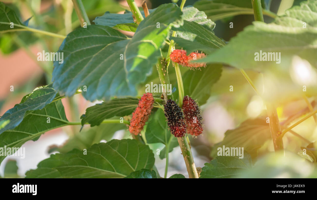 ripe mulberries fruit in the green foliage Stock Photo - Alamy