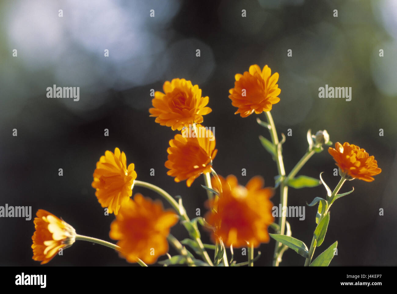 Meadow, detail, marigolds Calendula officinalis, flowers, flower heads ...