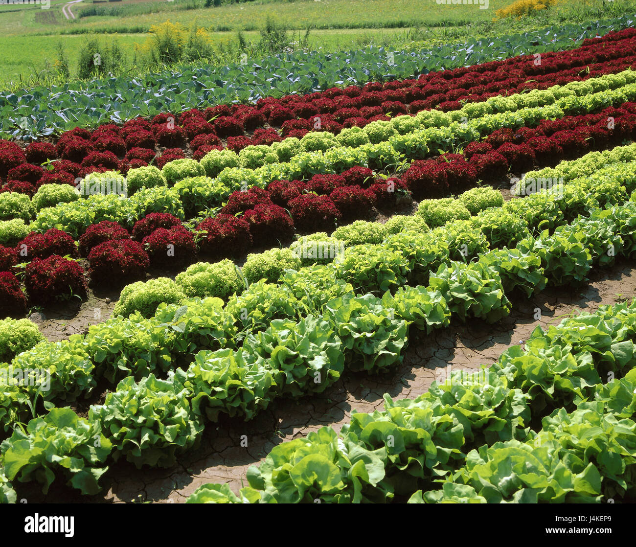 Vegetable-growing, lettuces field, annex, vegetables, salads, green ...