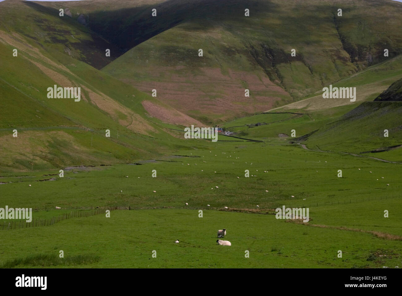 sheep grazing on Dalveen Pass, Dumfries & Galloway, Scotland Stock ...