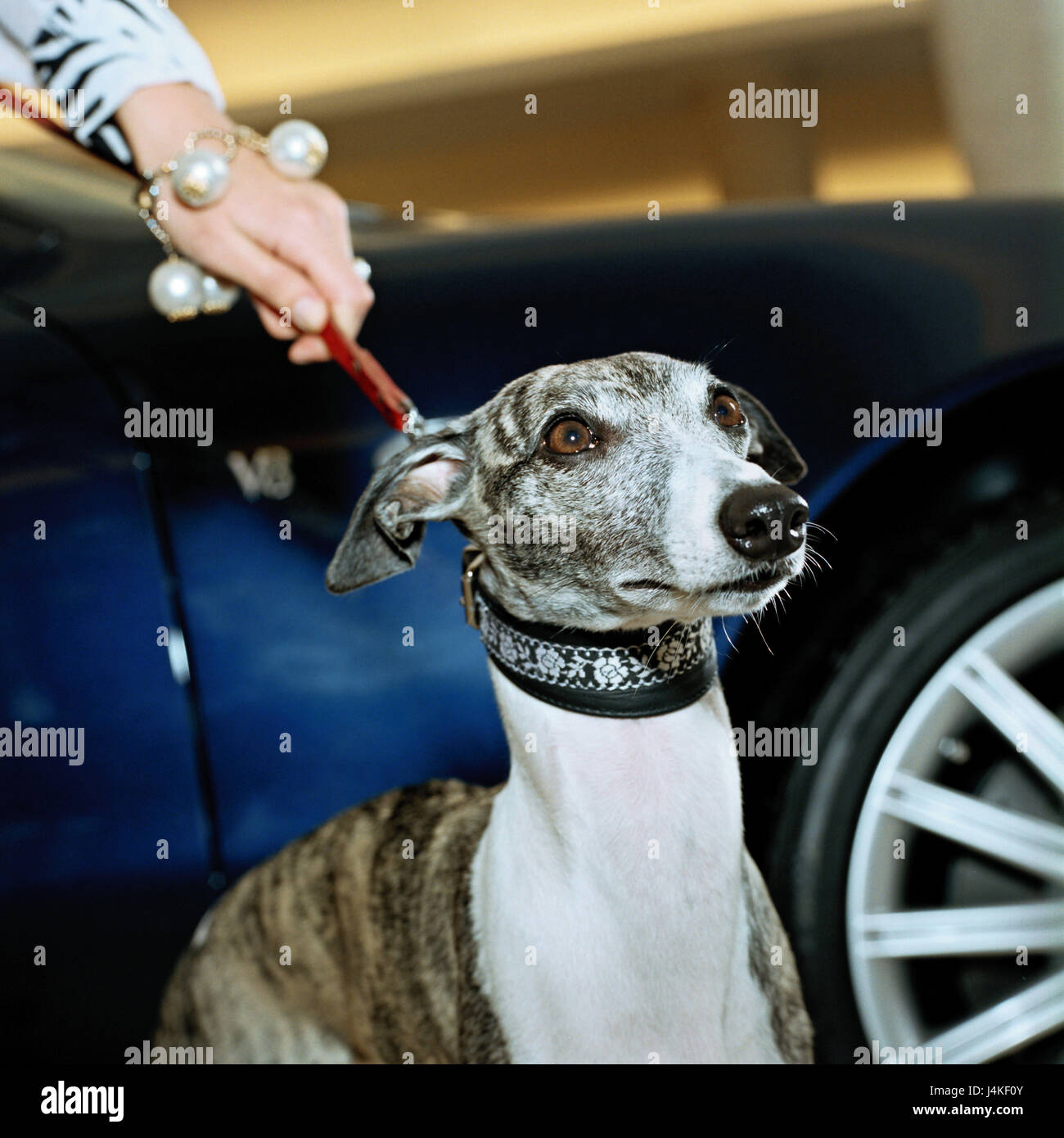 Women's hand, leash, whippet, detail woman, hand, rope, mammal, pet ...