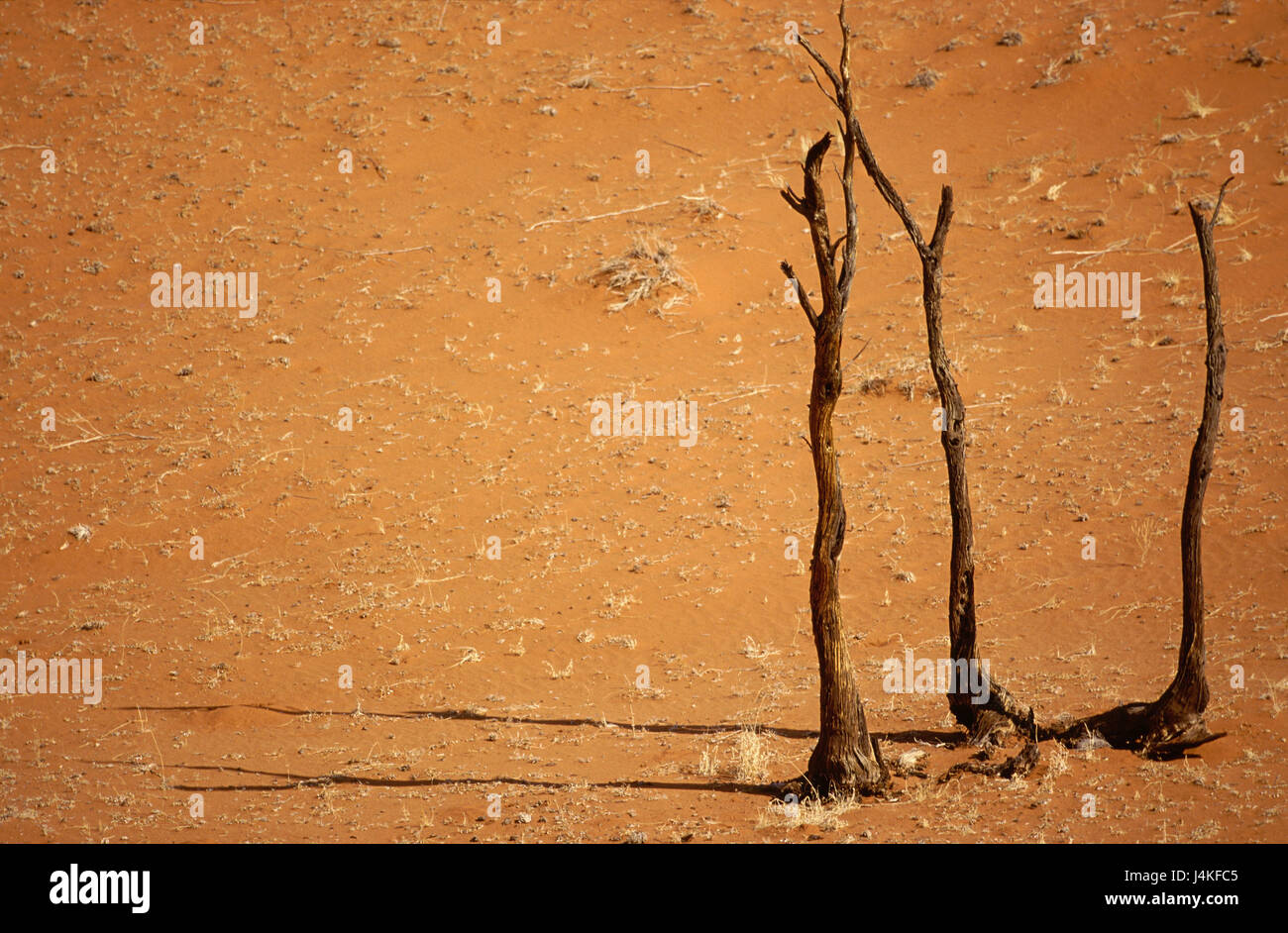 Namibia, close solitaire, wild scenery, trees, deadly, Africa, desert ...