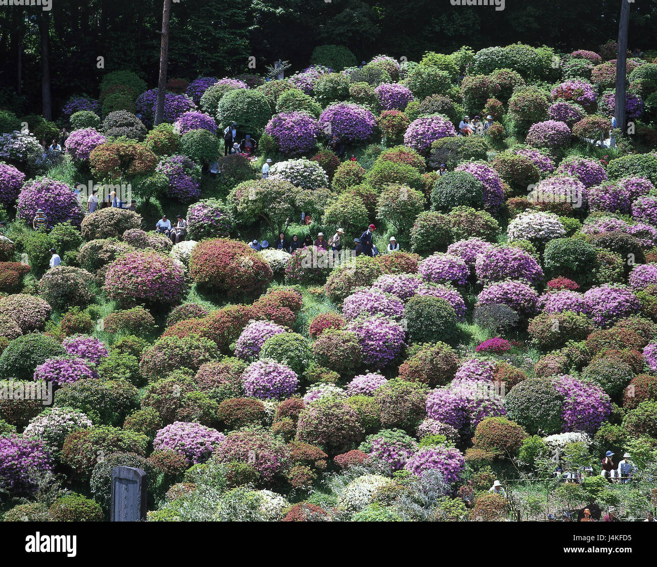 Japan, Tokyo, Ome District, Azaleas festival Asia, Tokyo, part of town ...