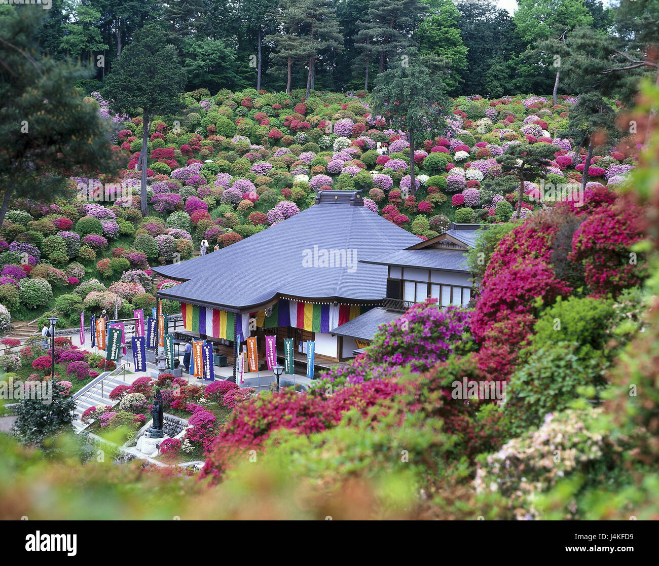Japan, Tokyo, Ome District, Azaleas festival, park, azaleas, visitors ...