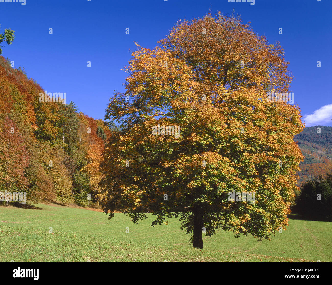Edge of the forest, meadow, maple tree, Acer season, autumn, autumnally ...