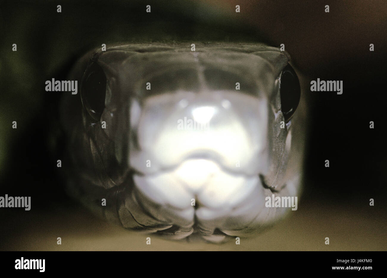 Black Mamba, Dendroaspis polylepis, detail, head animals, reptiles ...