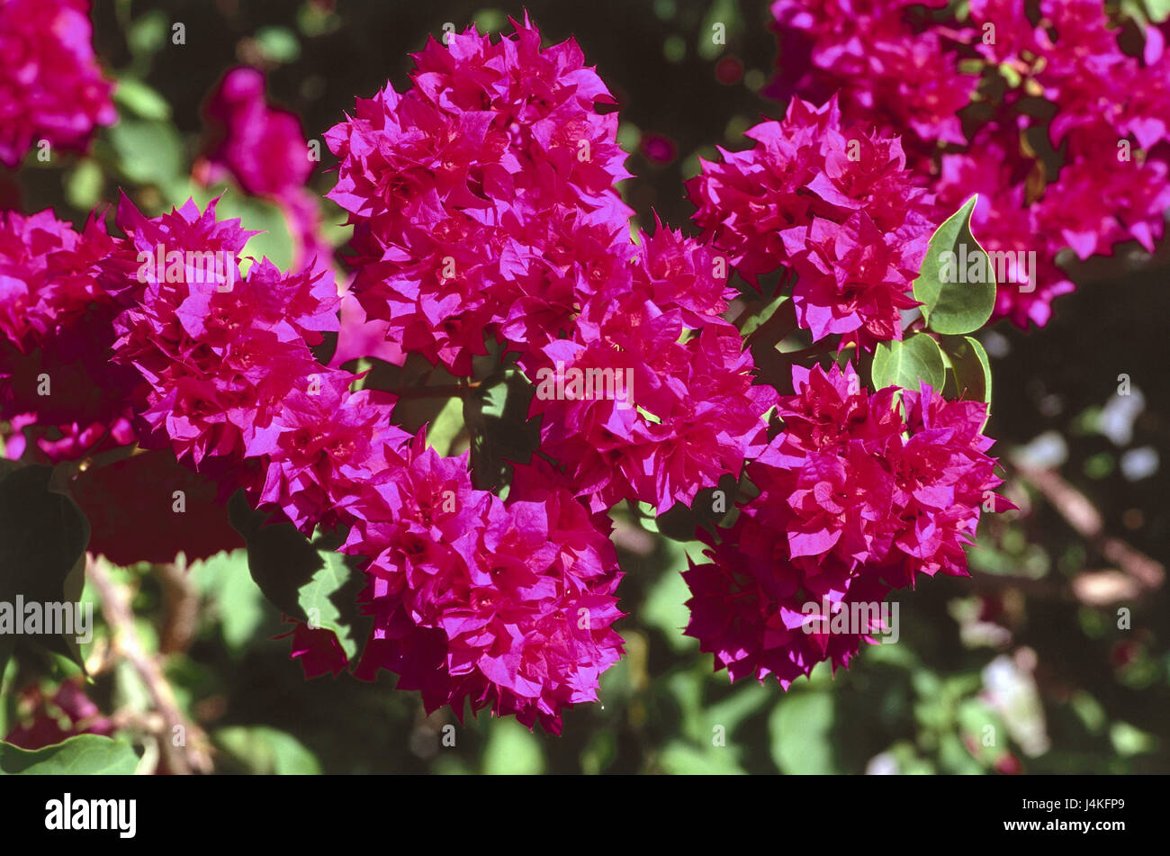 New Zealand, Cook Islands, Rarotonga Iceland, bougainvillaea ...