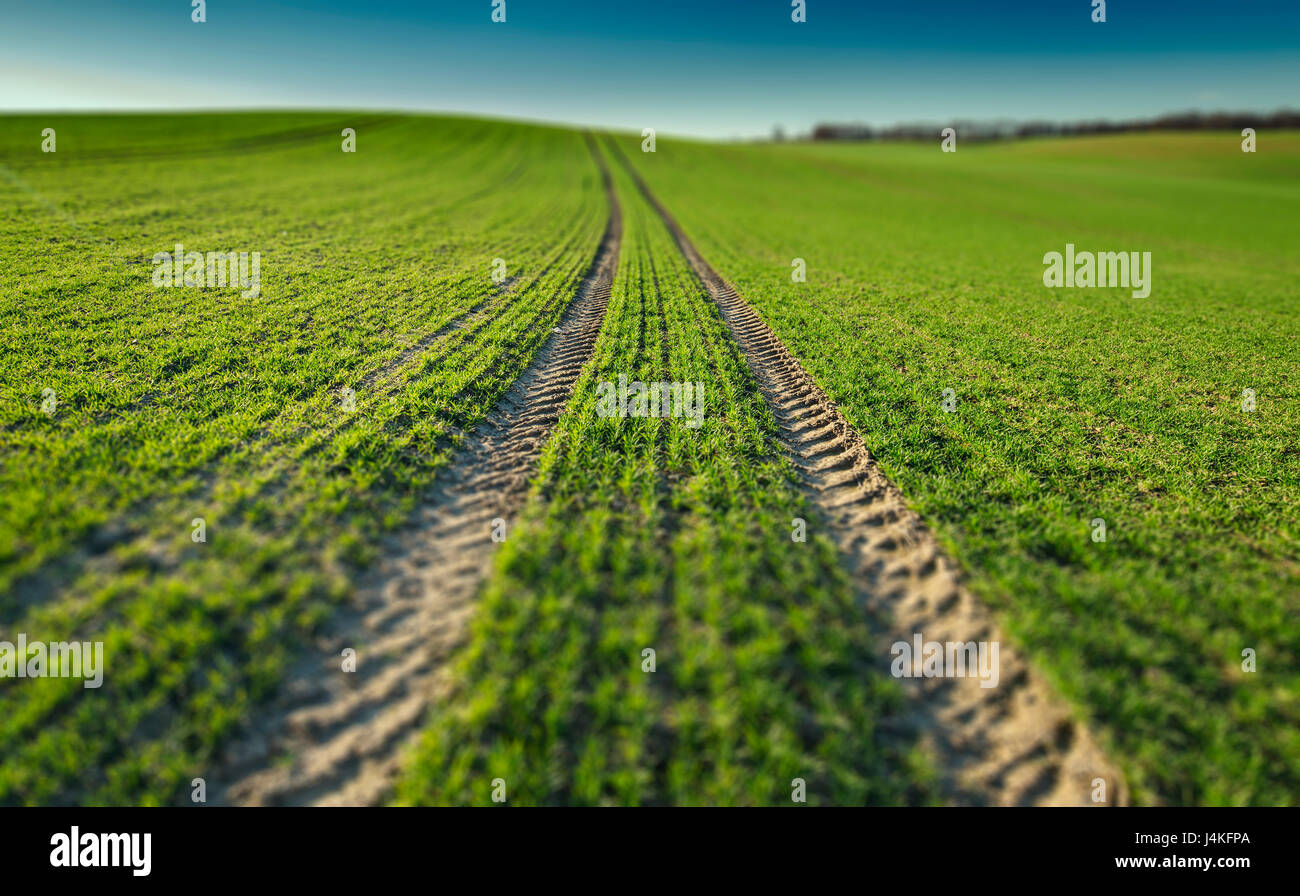Sprouting Wheat Field at Spring Landscape Stock Photo - Alamy