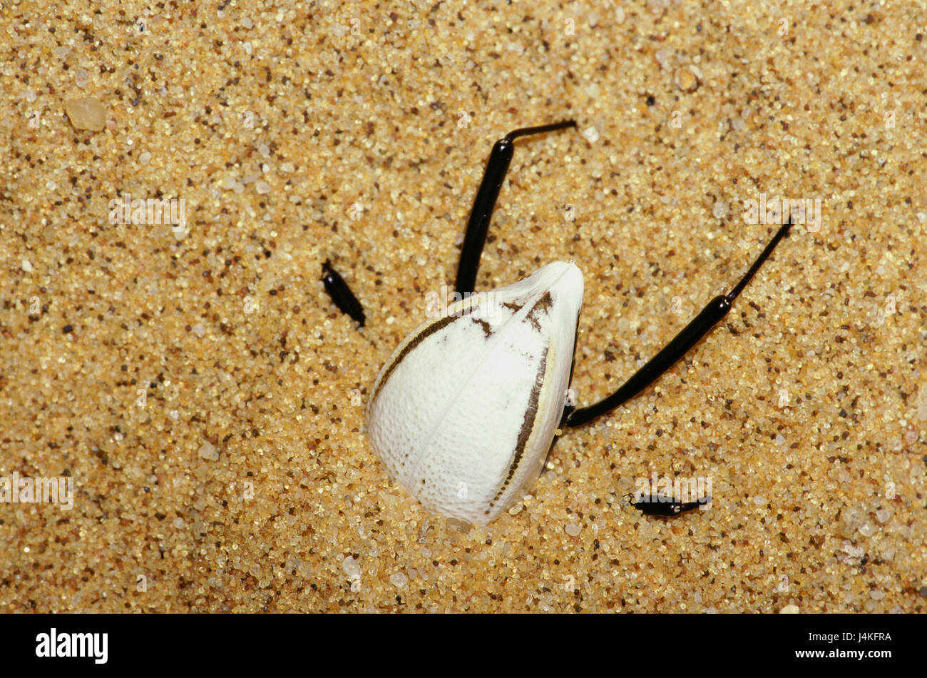 Sand, black beetle, Onimacris bicolor, dig Africa, South-West Africa ...