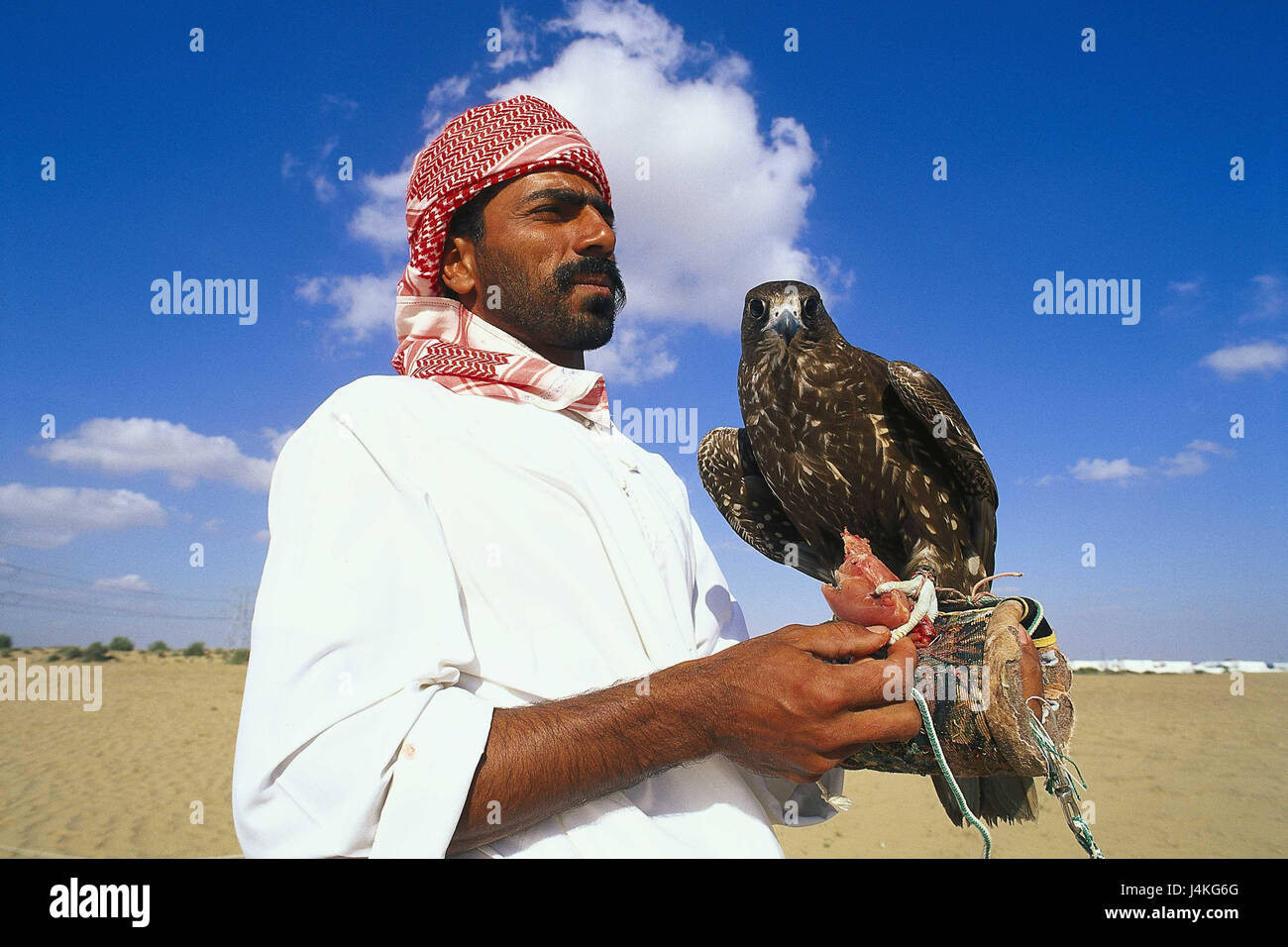 United Arab Emirates, Dubai, hunter, falcon, half portrait VAE, Arabia ...