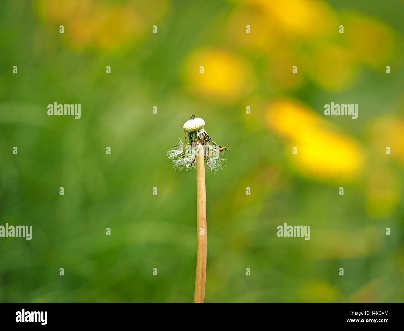Dandelion clock seedhead (Taraxacum officinale) with background of ...