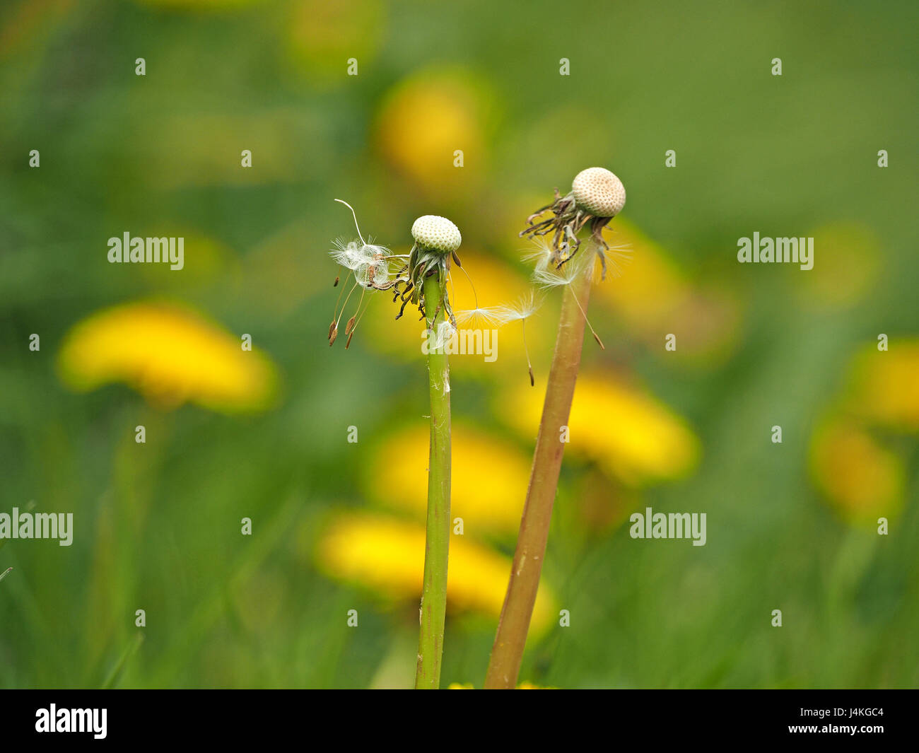 Dandelion clock seedhead (Taraxacum officinale) with background of ...