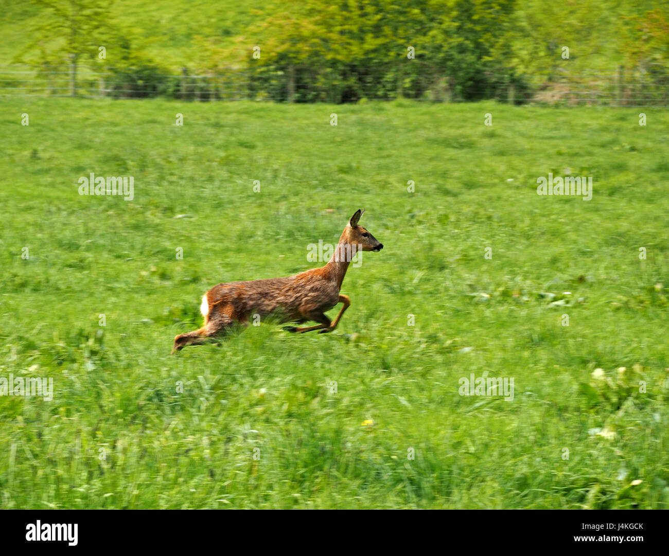 Female roe deer uk running hi-res stock photography and images - Alamy