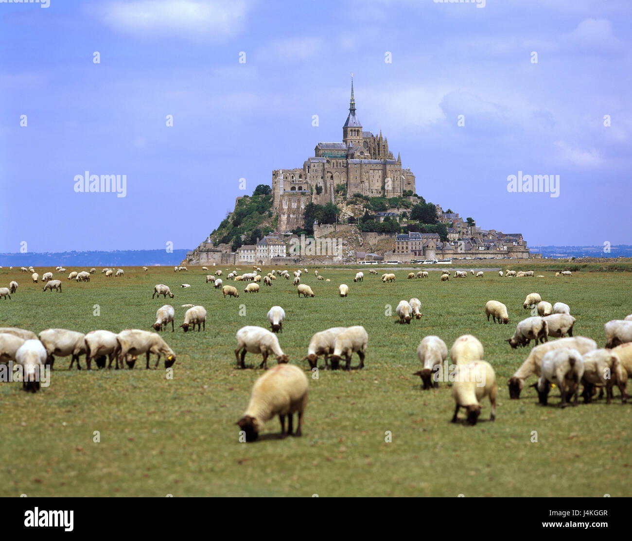 France, Normandy, Le Mont Saint Michel, meadow, sheep Europe ...